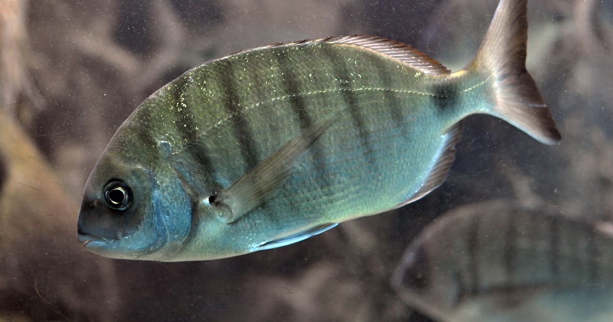 Ψάρεμα στην Κύπρο: Η ΣΥΜΠΕΡΙΦΟΡΑ ΤΟΥ ΣΟΡΚΟΥ ΑΝΑ ΕΠΟΧΗ: