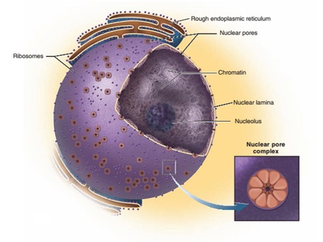 Organel Sel - Saintis Kesehatan