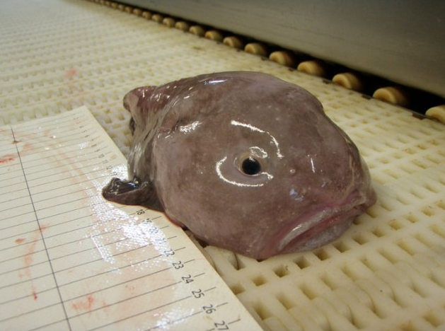 At Coco's Corner: The blog post about blob fish!