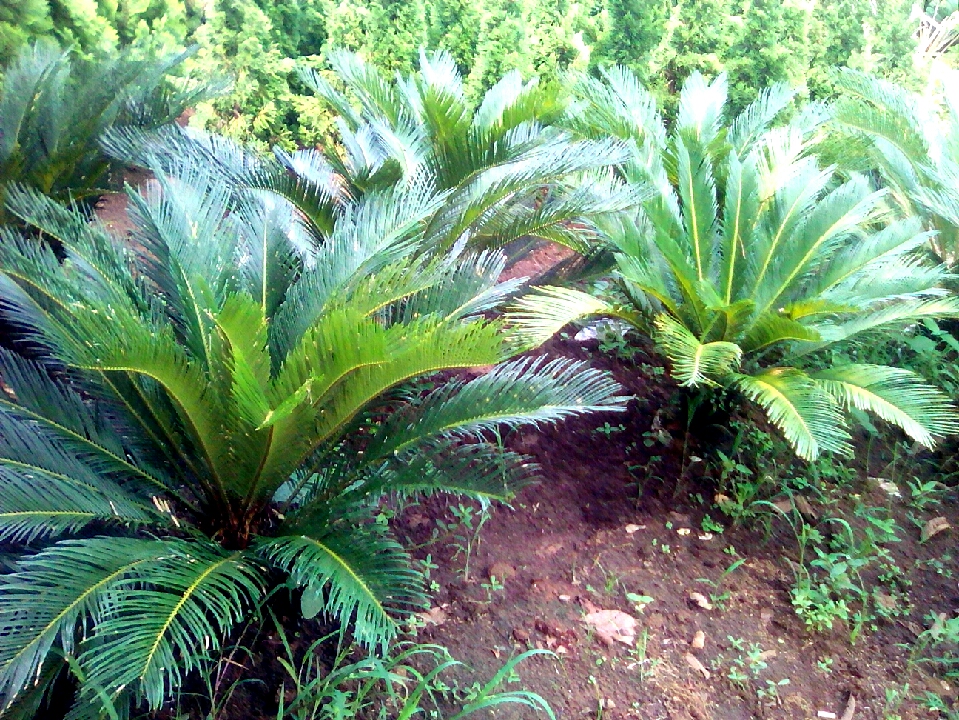 Jual Pohon Sikas Harga Murah, pakis haji | tukang taman