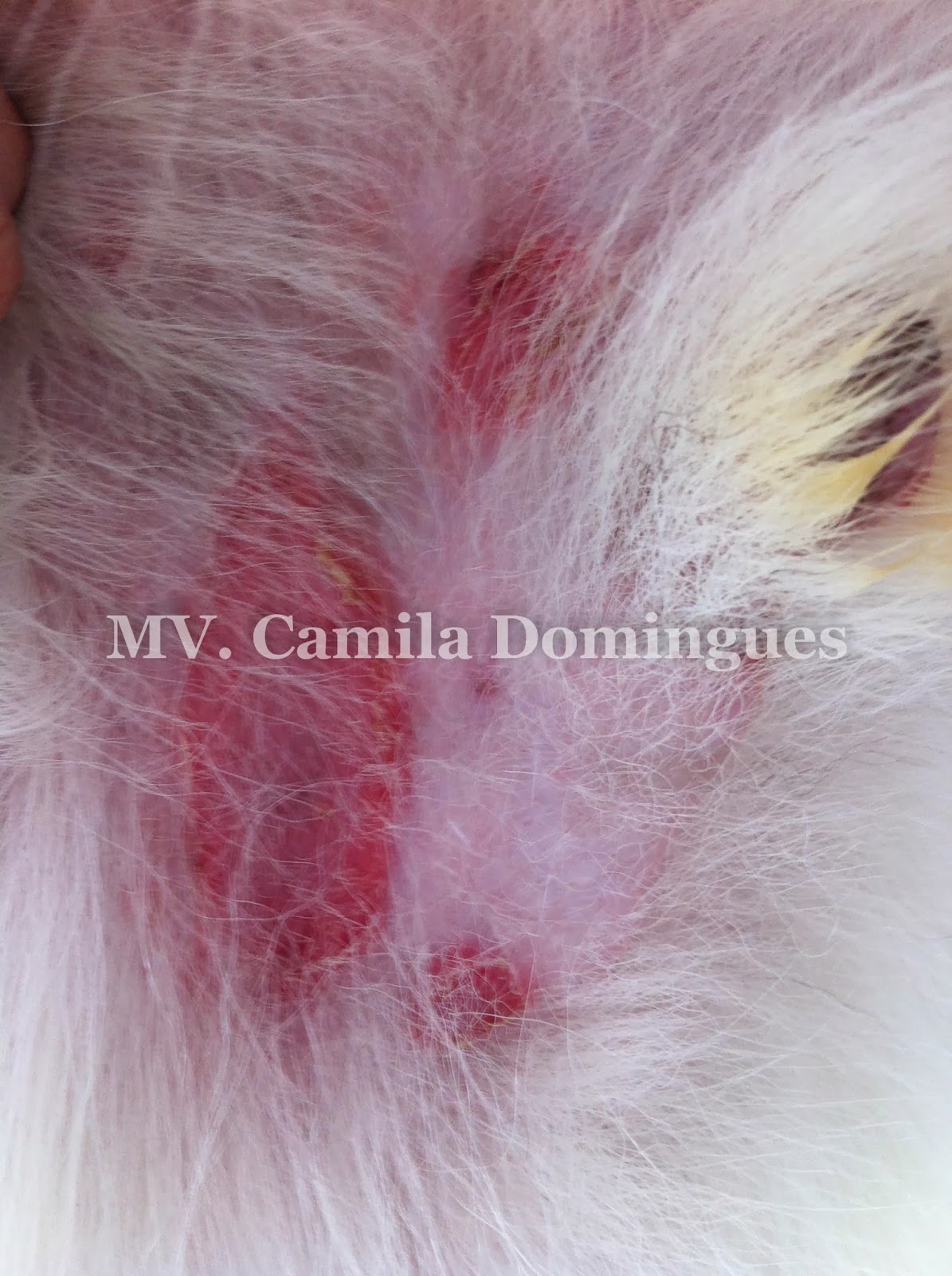 Dermatologia Veterinária: PIODERMITES EM CÃES - NOVO!