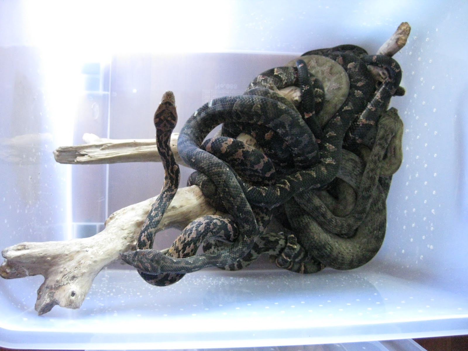 All the babies out for cleaning...