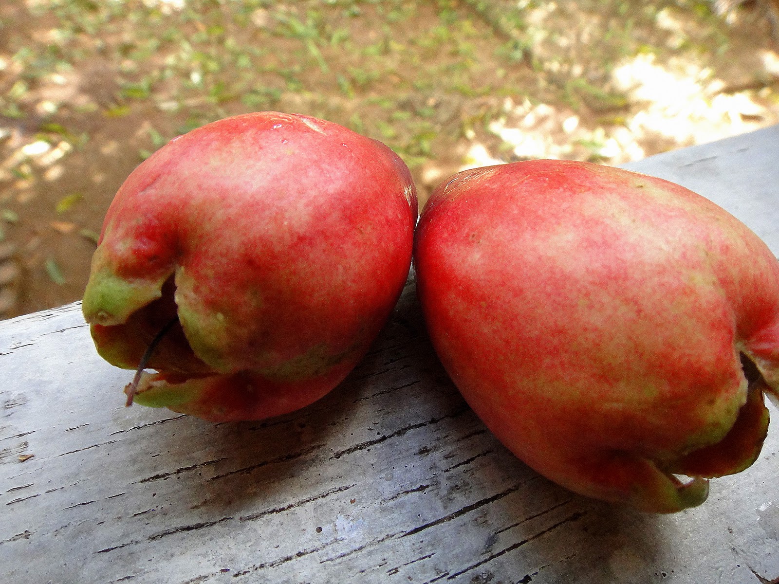 come-se: Jambo vermelho faz compota