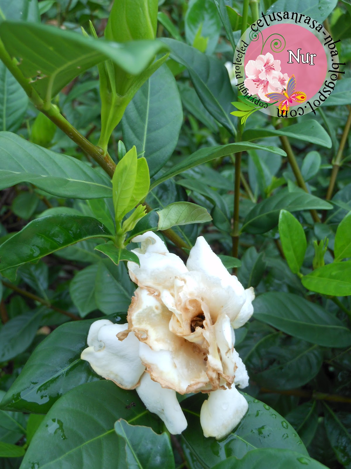 Cetusan Rasa: Bunga Cina atau Melur Cina