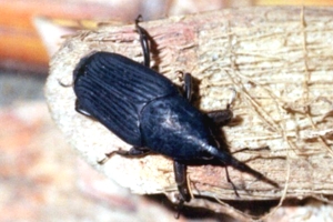 AgroBet: EL PICUDO DE LA PALMA ( Rhynchophorus palmarum L)