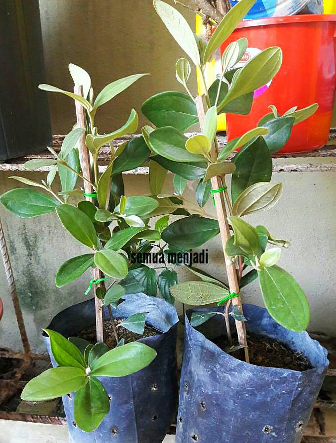 Jualan Benih Tanaman Semua Menjadi: Pokok kemunting