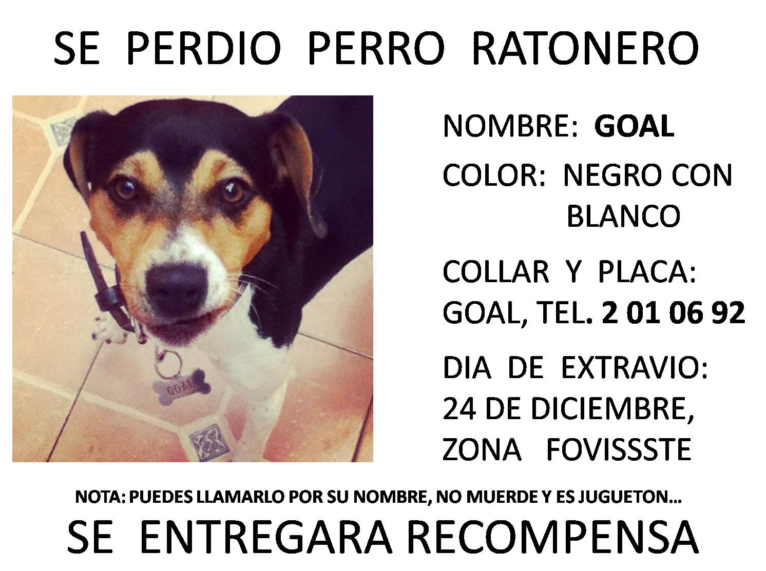 Busca Perros Xalapa: Perrito extraviado