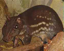 fauna salvaje : region caribe