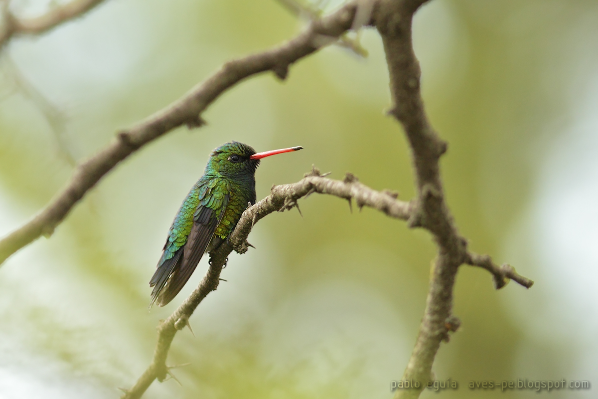 mis fotos de aves: Chlorostilbon lucidus Picaflor Verde Glittering ...