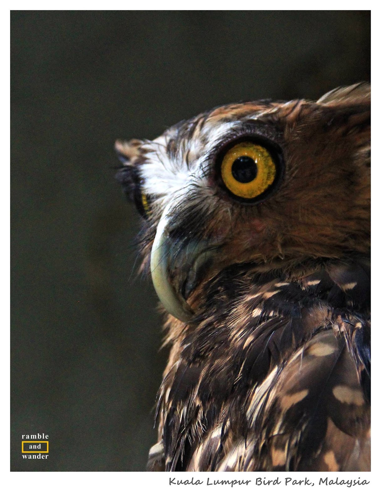 Malaysia: Kuala Lumpur Bird Park - Ramble and Wander