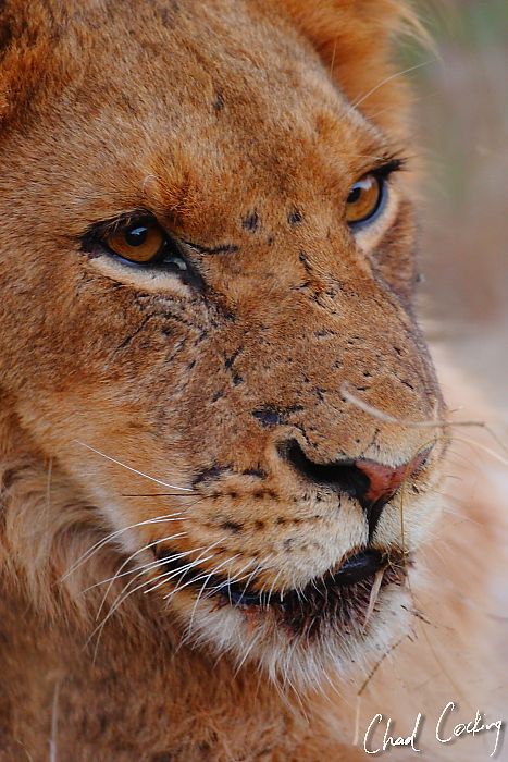 .: 15th July – Chad’s Curse