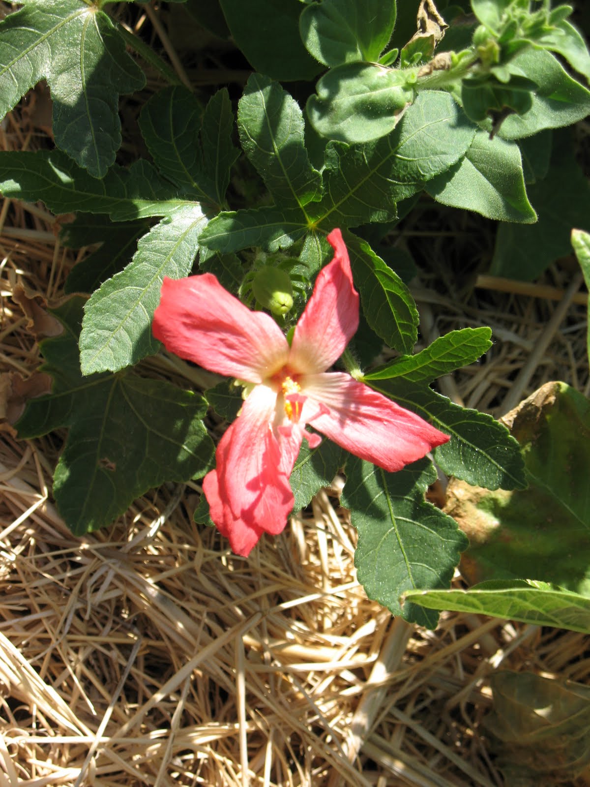The Garden Heiress: Pink Okra! (Plus no water and too much heat)