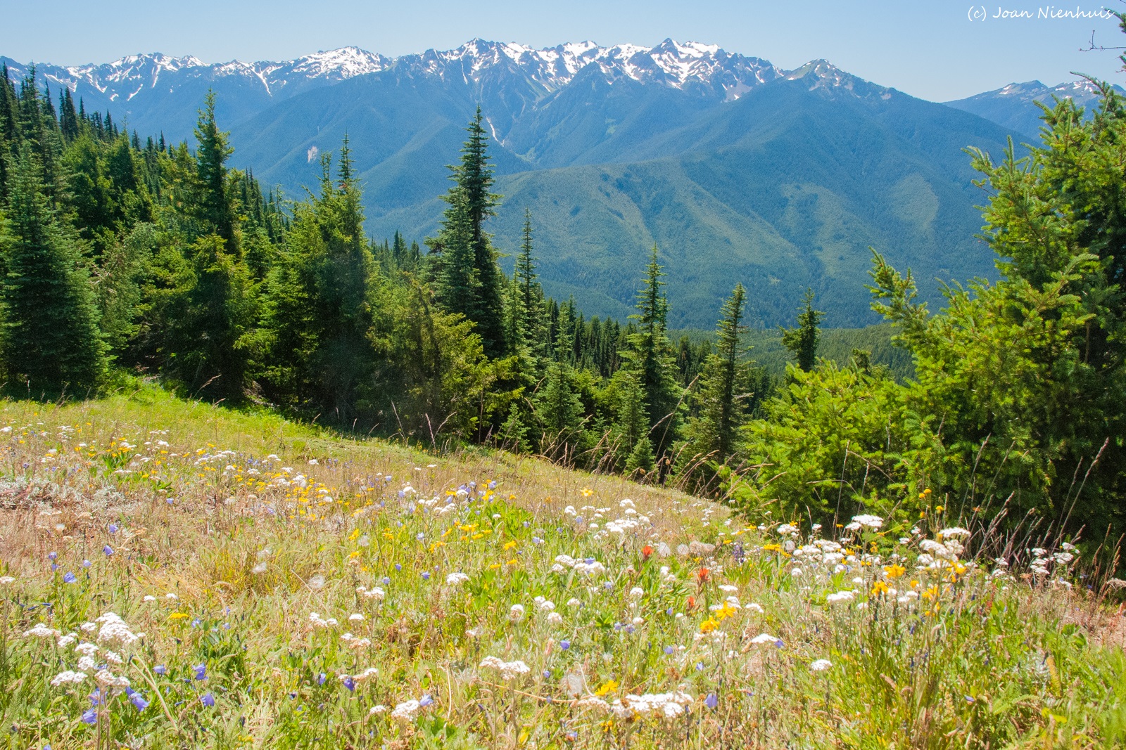 Pacific Northwest Photography: Olympic Peninsula: Hurricane Ridge ...