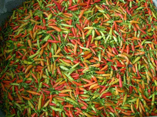 Mengenal Jenis-jenis Cabe Budidaya - Aku Buah Sehat