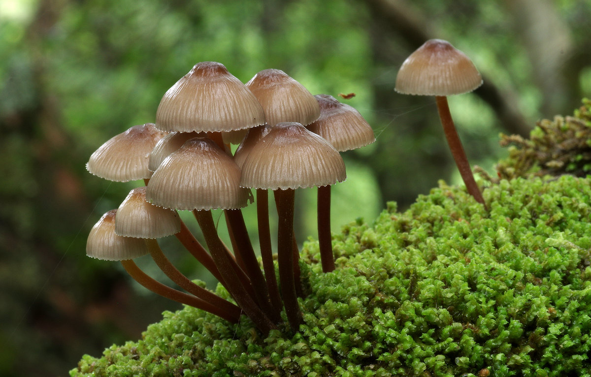 Wildeep's Illuminations: Mycena inclinata