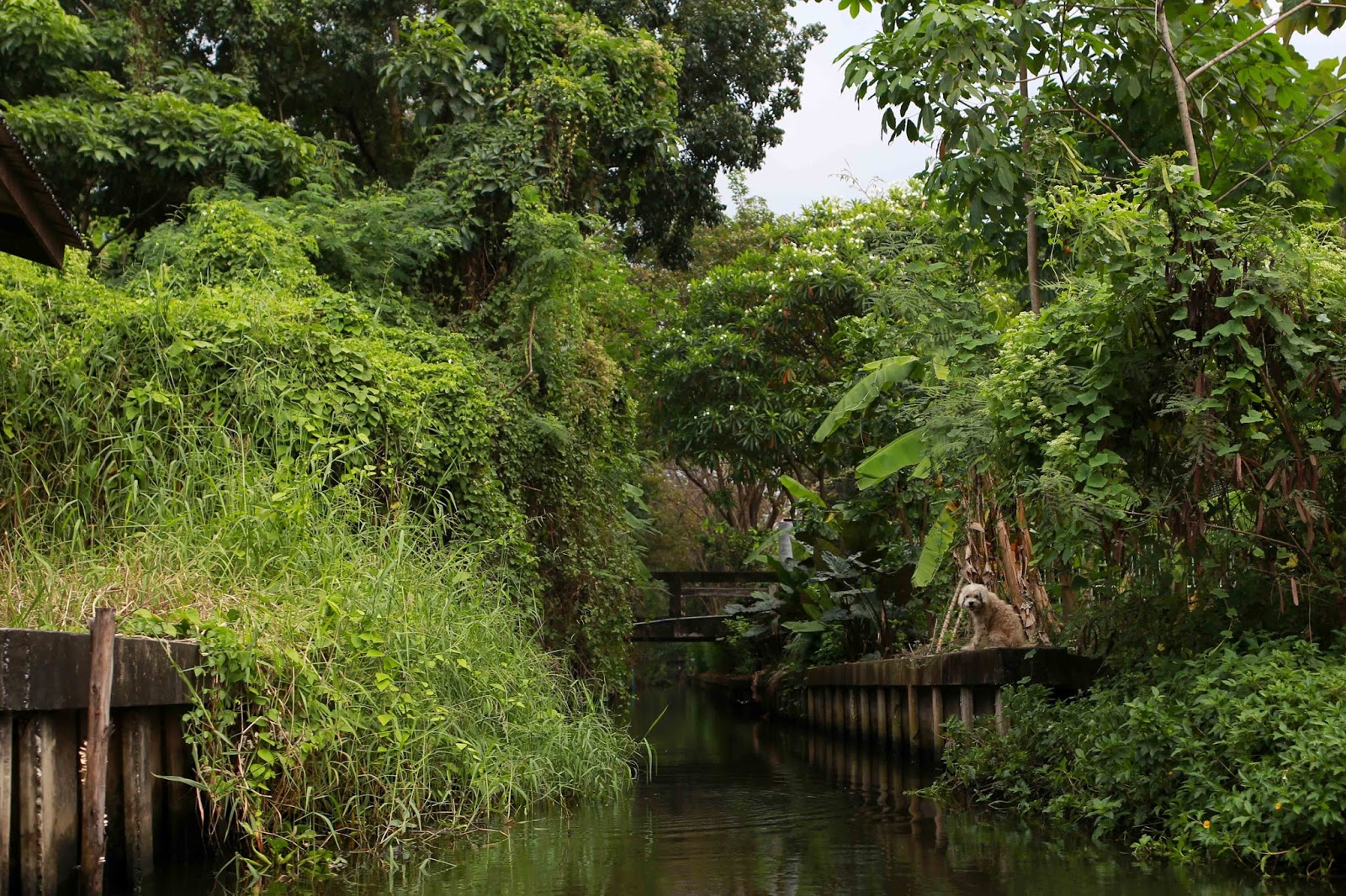 Journal photographique: Along the klong