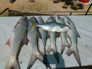 Lindsay Family Big Trips Australia: Karumba - Queensland Gulf Fishing Mecca