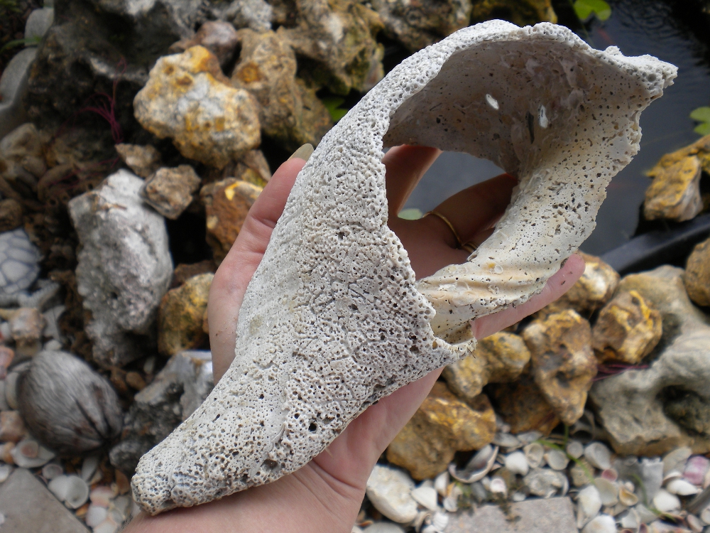 Del's Shells: Seashell Saturday