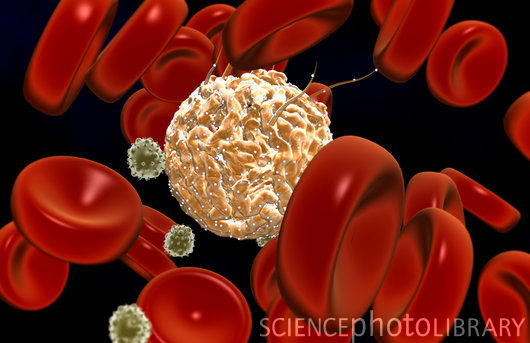 Transplanted gene-modified blood stem cells protect brain cancer ...