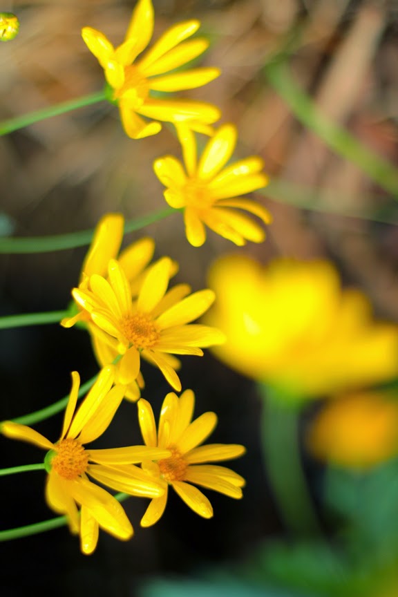 Mademoiselle Mermaid: Friday Flower Pick : Mellow Yellow