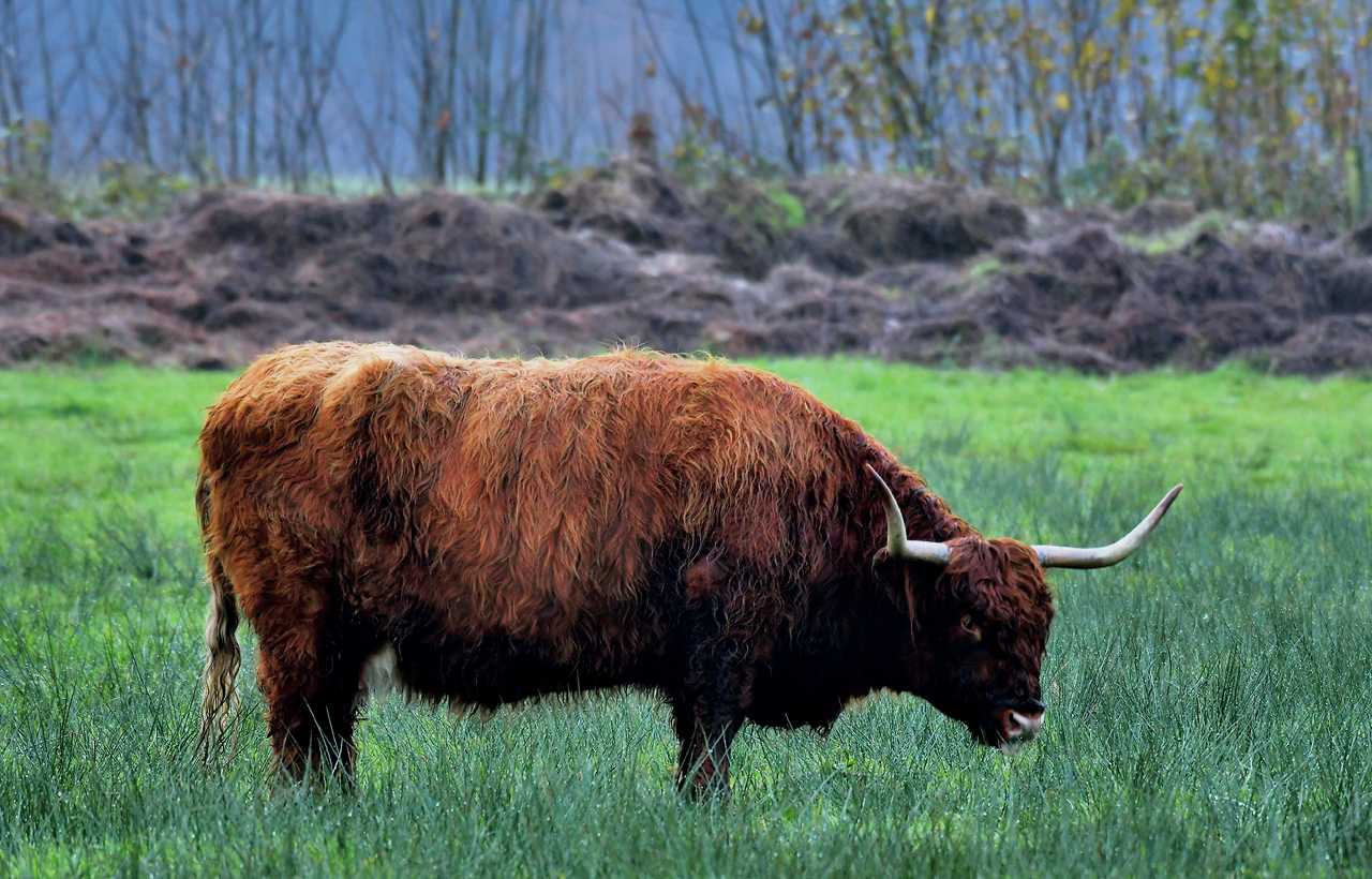 Jozef van der Heijden - Natuurfotografie: Grazende Schotse hooglanders