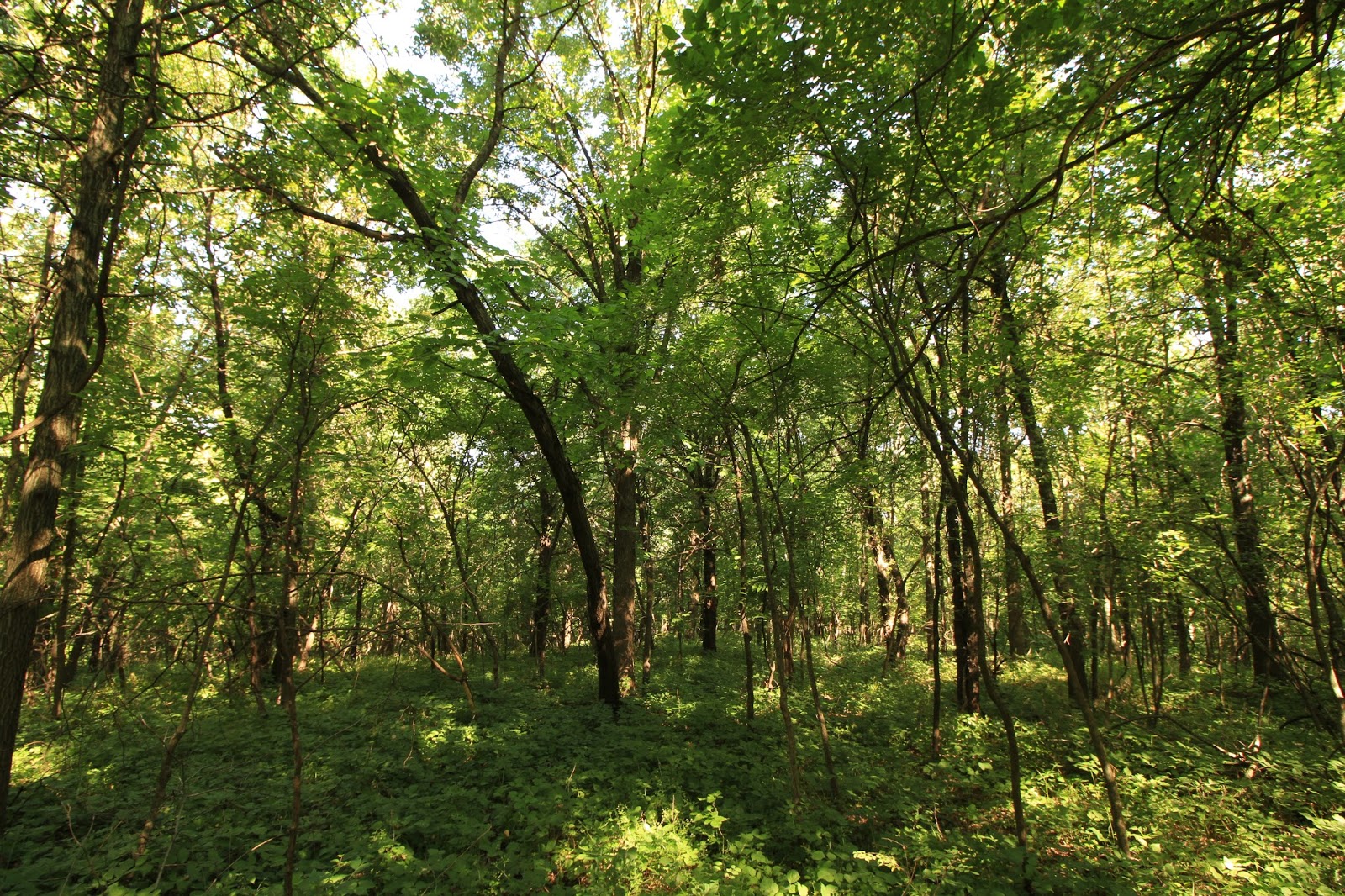 Nature Devotions : Savannah Woodland