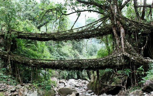 Root Bridge South Coast (Jembatan Akar Pesisir Selatan) | Earthly ...