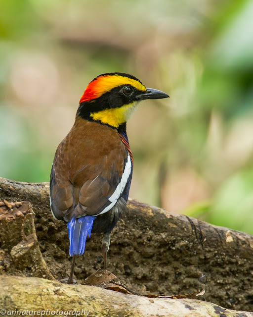 Naturalist Photography