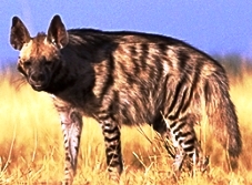 National Animal of Lebanon - Striped Hyena