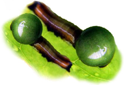 Ulat Gayung Pohon Jambu Air