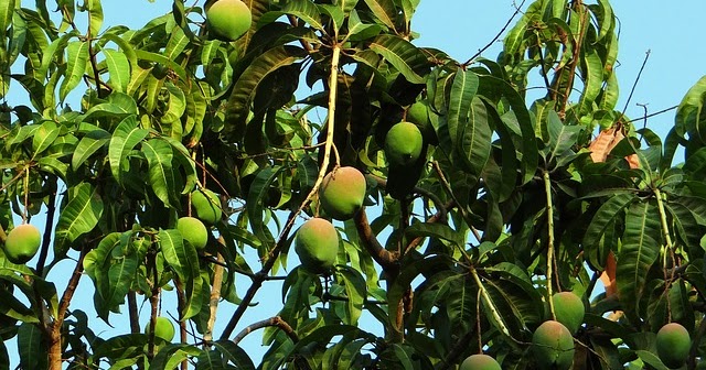 Mythology and Folklore UN-Textbook: Myth-Folklore Unit: Jamaica Anansi ...