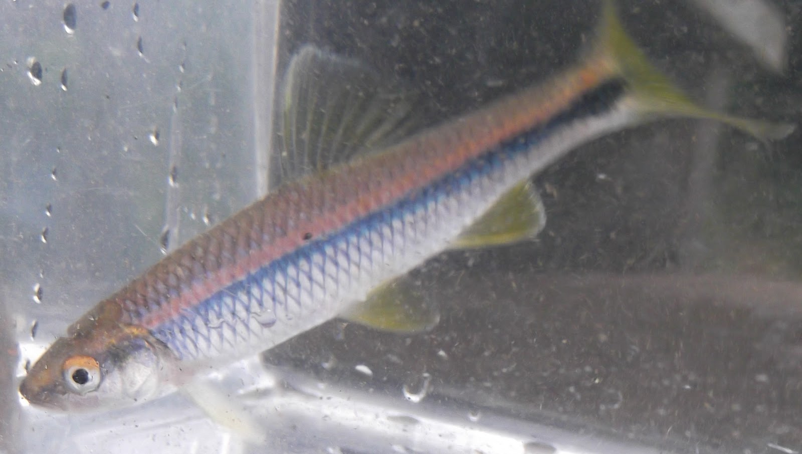 2012 Fish Big Year: Tennessee Trip Part II- Fish List and Photos
