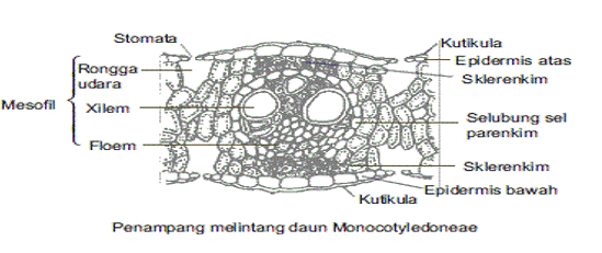 PERBEDAN DAUN DIKOTIL DAN MONOKOTIL - JARINGAN PENYUSUN DAUN