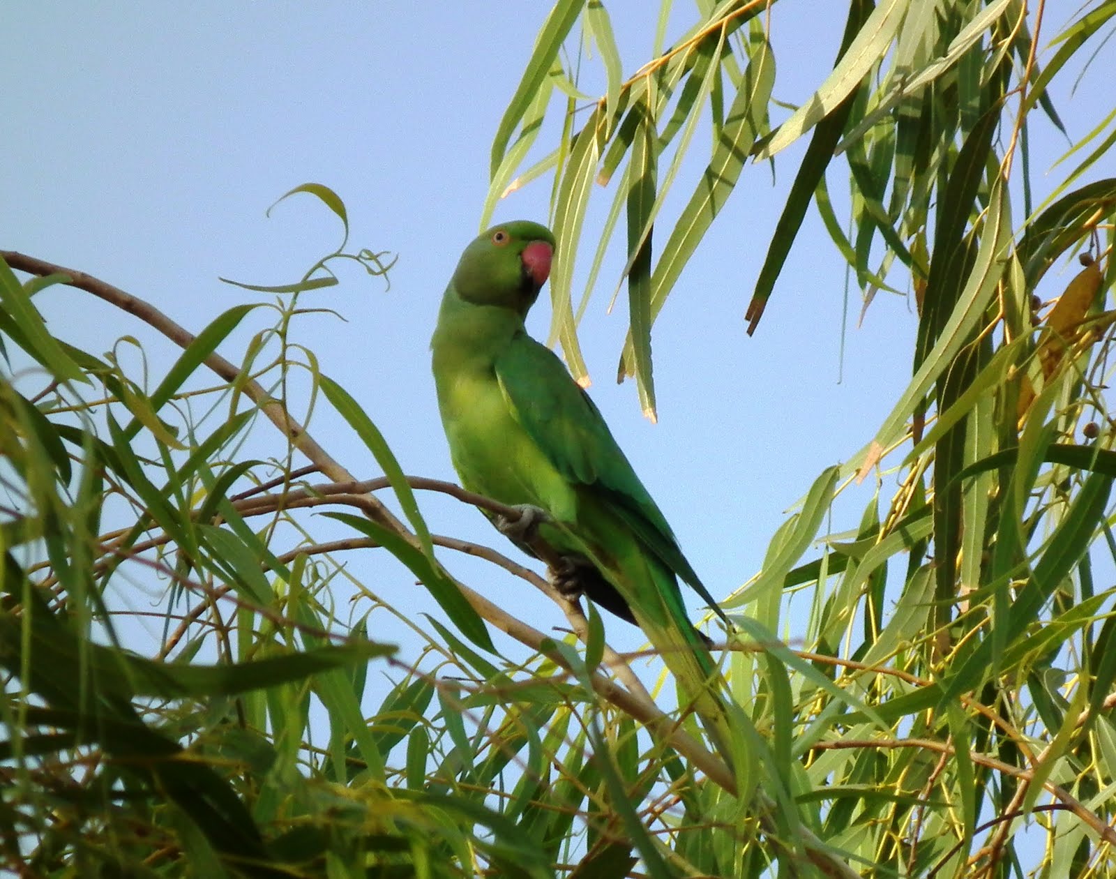The Green Bee Eater: Parakeets