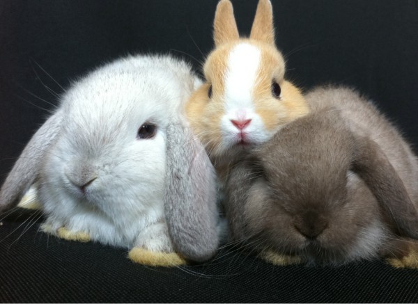 Rabbits for sale in Singapore!: (SOLD) very small, round and adorable ...