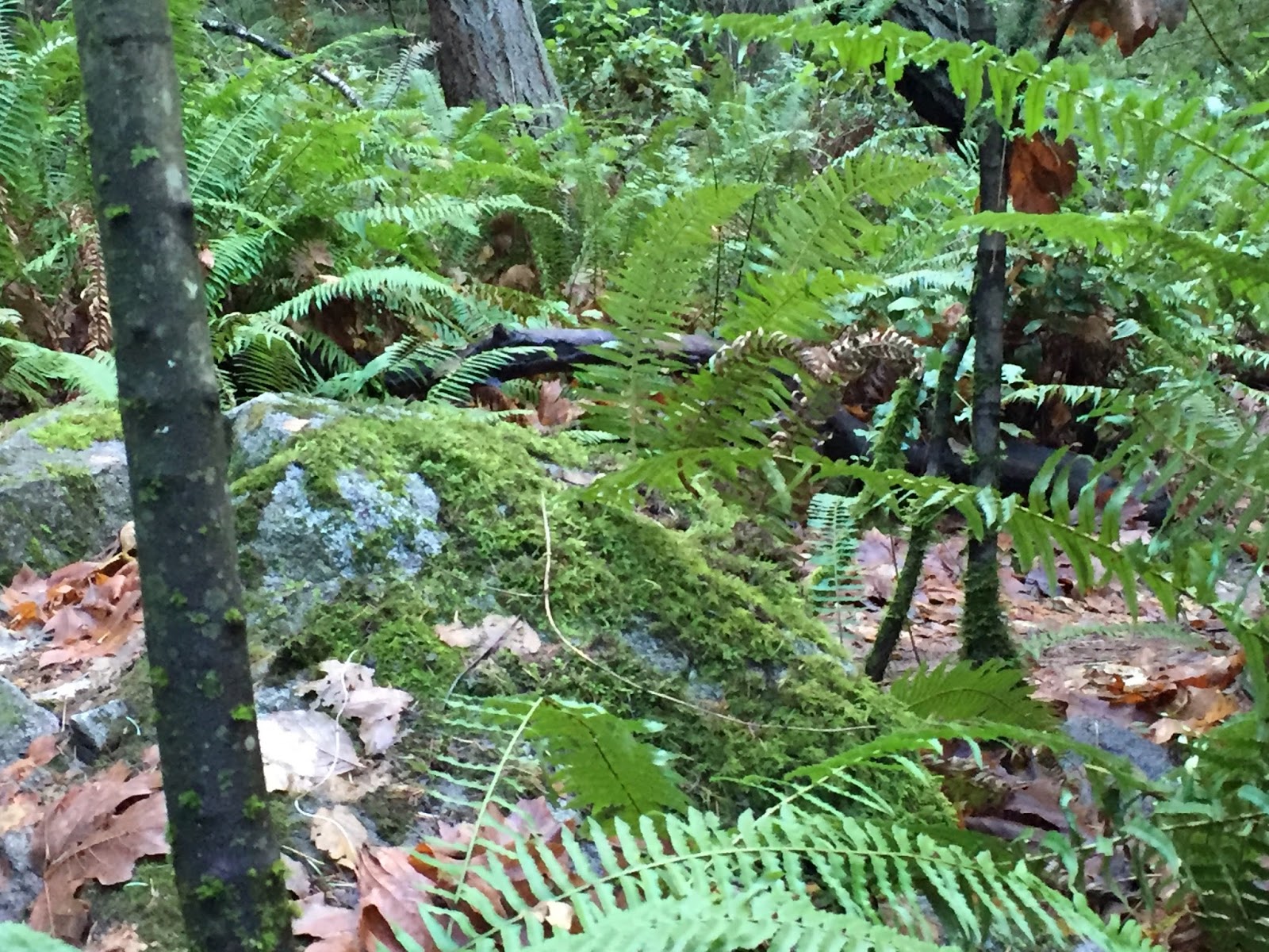 Boren Park, ENVIR 280 Journal: Erratic In Seattle - Seattle Erratic ...