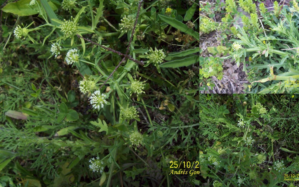FOTOS DE FLORA NATIVA Y ADVENTICIAS DE URUGUAY : Acicarpha tribuloides ...