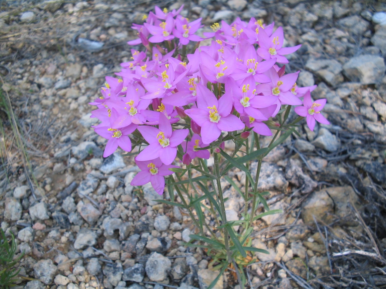 CEE SECCION MONTAÑA: Centaura menor