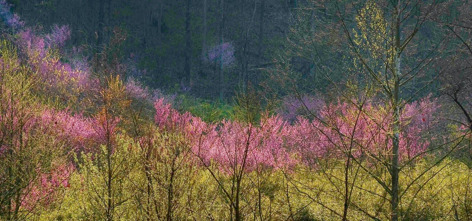 Kentucky Native Plant and Wildlife: Plant of the Week: Eastern Redbud ...