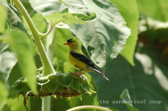 the garden-roof coop: American Goldfinch-Showing its true colors..