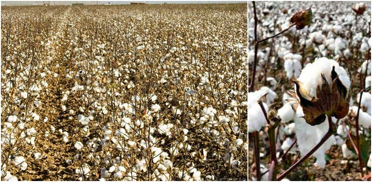 GQ International: A luxurious feel you can wear every day with Egyptian ...