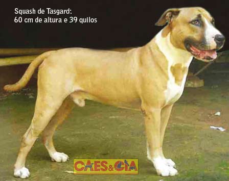Blog Interessante: Dogue brasileiro - Brazilian dogo - Brazilian dogge