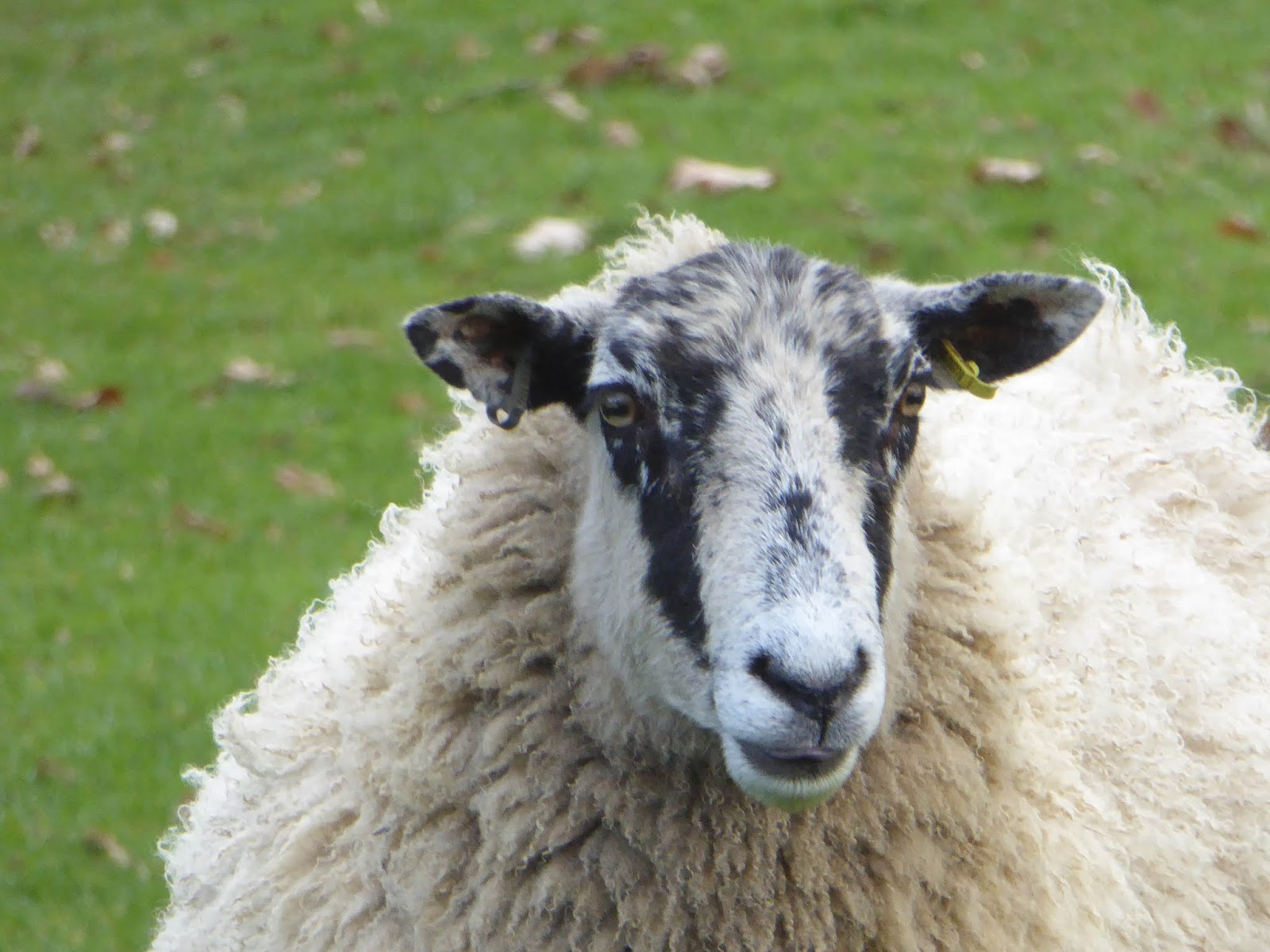 Wild and Wonderful: NT Ickworth with its Rotunda, Ducks, Wildflowers ...