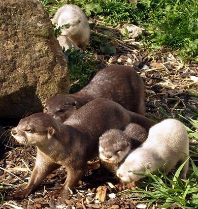 PRELIJEPE I ZANIMLJIVE VIDRE.: AZIJSKE VIDRE, ti preslatki,zagonetni, a ...