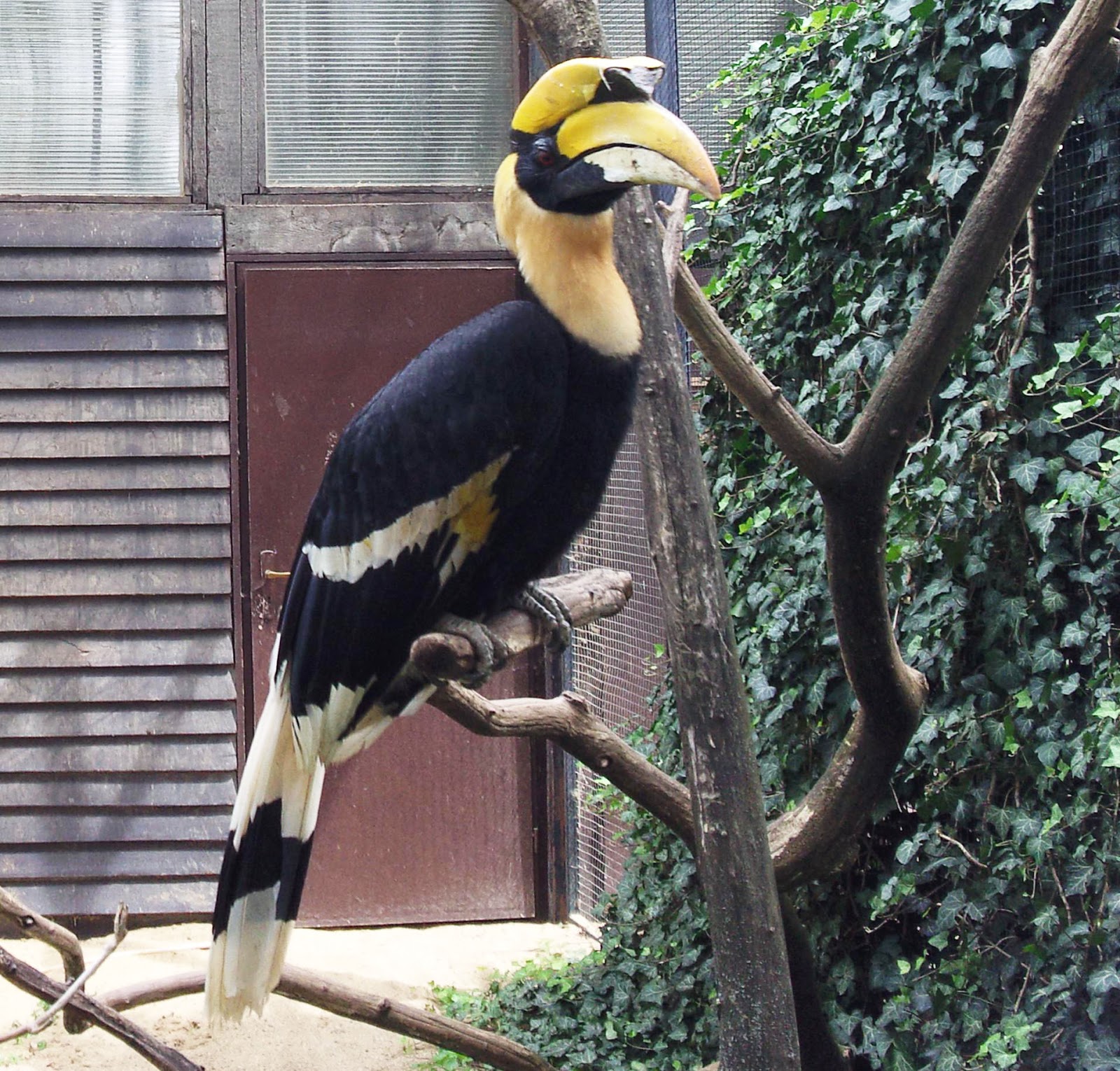 pan-Aves: Dinosauři v Zoo Praha, díl 3. – Afroaves