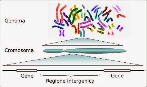 Come Sequenziare Il Genoma Umano - Scientificando
