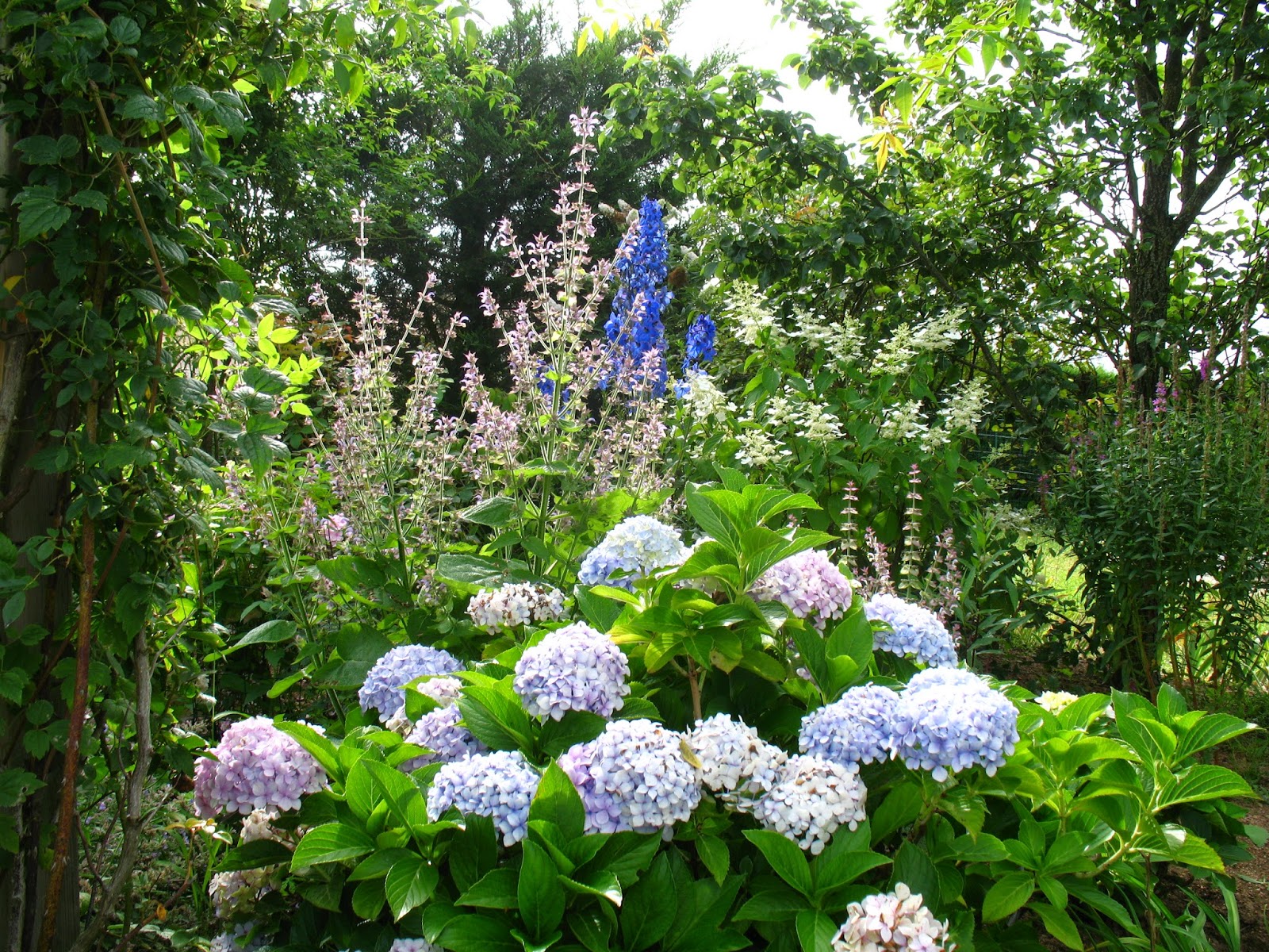Roses du jardin Chêneland: Hydrangéa macrophylla "Otaksa