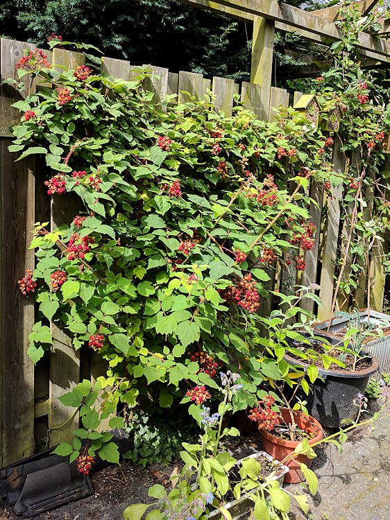 Spinrag: Japanse wijnbes: gemakkelijk en lekker.