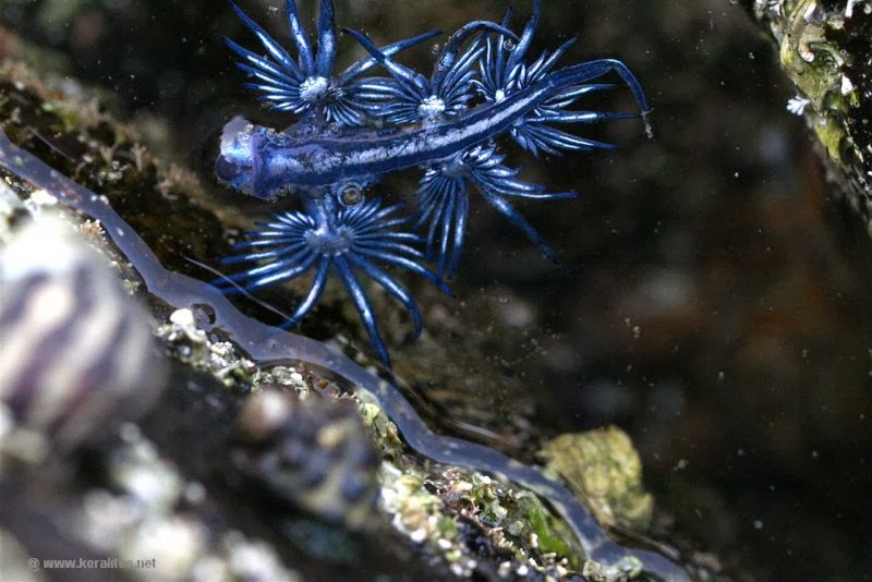 Aspundir: Angel of sea-Glaucus atlanticus