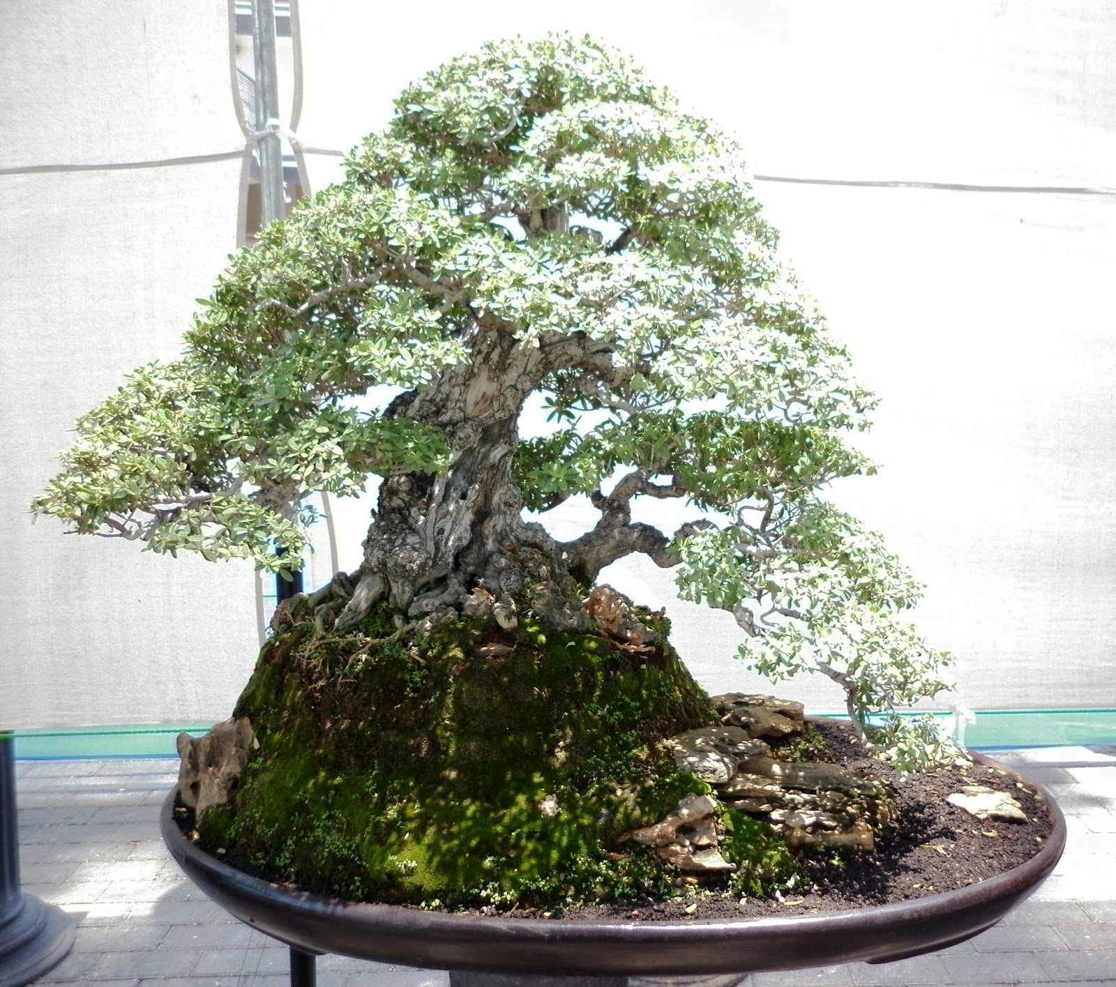 Bonsai Santigi Ukuran Besar di Kontes Bonsai ESGE 2012 | Bonsai Tuban